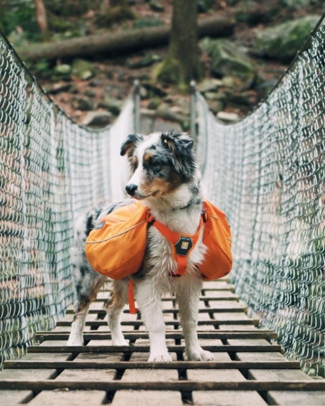 29 fois où des chiens ont tout fait pour obtenir le titre de « bon ...