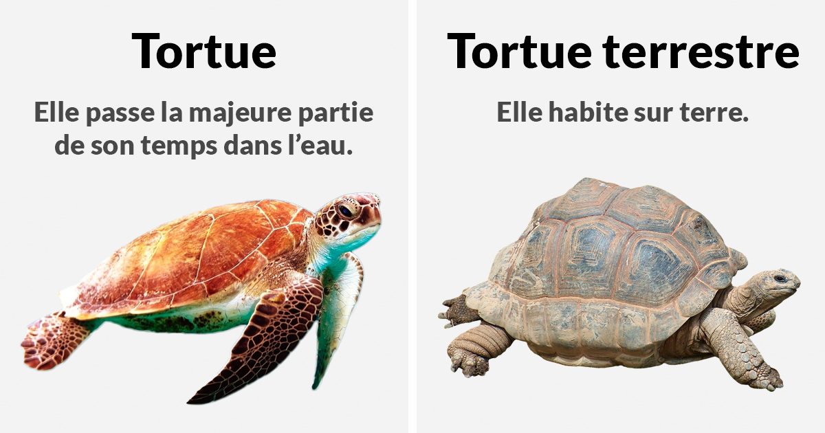 20 choses « pareilles » qui sont réellement différentes, mais que la ...
