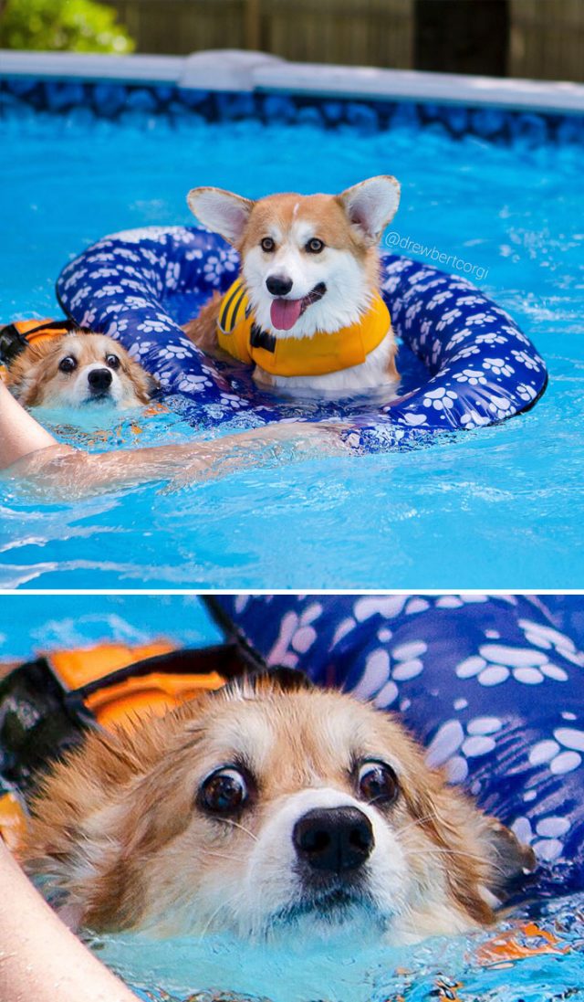 20 photos hilarantes de corgis qui montrent exactement pourquoi la ...