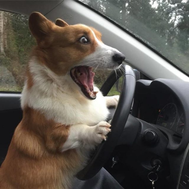 20 photos hilarantes de corgis qui montrent exactement pourquoi la ...