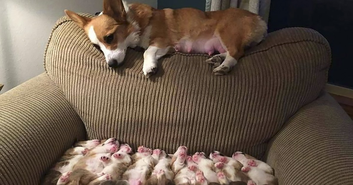 20 photos hilarantes de corgis qui montrent exactement pourquoi la ...