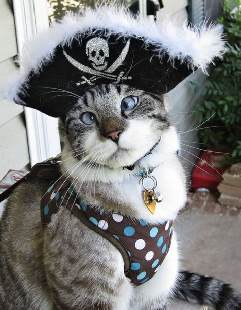 22 costumes d’Halloween pour chats terriblement cool - ipnoze