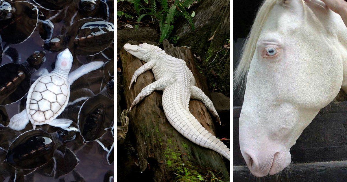 23 animaux albinos qui semblent provenir d’une autre planète - ipnoze