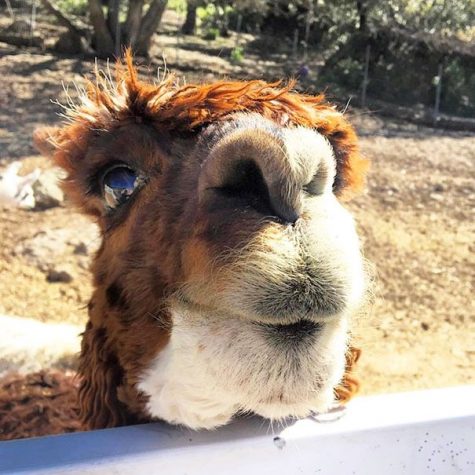 33 alpagas qui vont vous faire passer une excellente journée - ipnoze