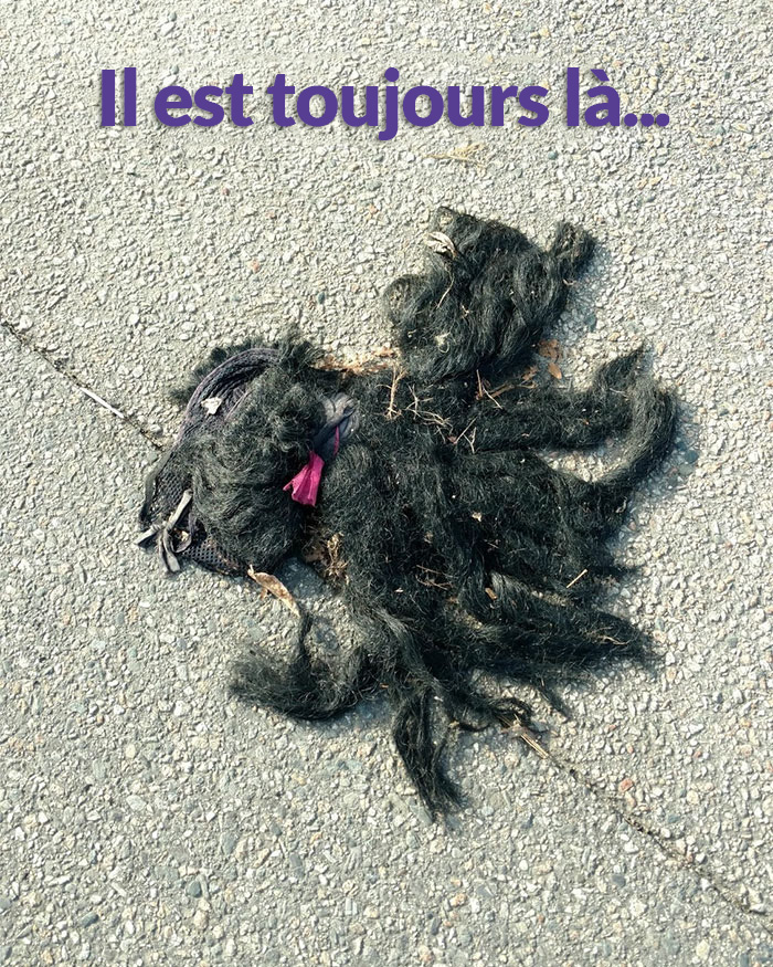 Une personne a appelé la police à propos d’un chien mort et elle est ...