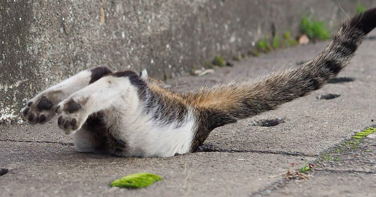 Ce photographe prend des photos de chats errants qui s’amusent et ne se ...