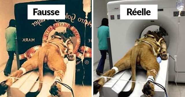 20 fausses photos virales que les gens croyaient vraies - ipnoze
