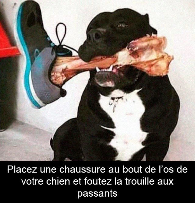 26 photos de chiens avec des légendes drôles et adorables qui vont ...