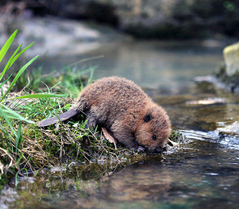 22 adorables bébés castors pour célébrer la Journée internationale du ...
