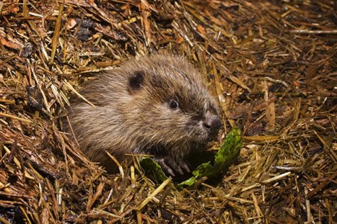 22 adorables bébés castors pour célébrer la Journée internationale du ...