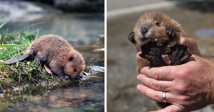 22 adorables bébés castors pour célébrer la Journée internationale du ...