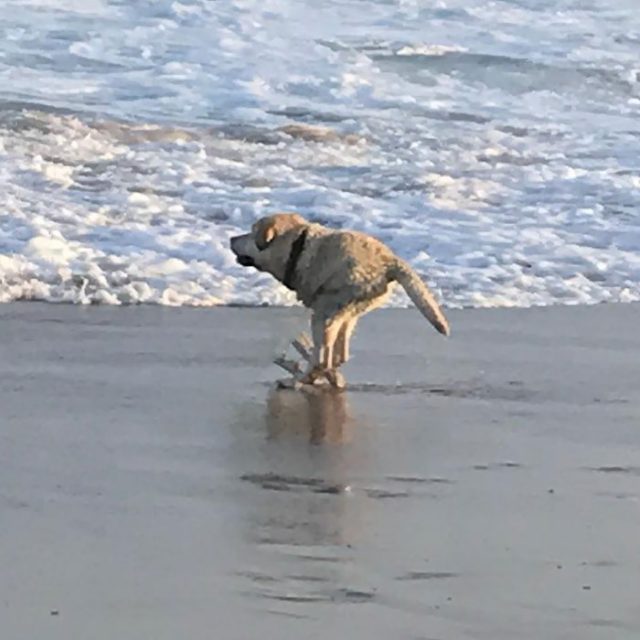 25 panoramas d’animaux qui sont si pourris qu’ils vont te faire rigoler ...