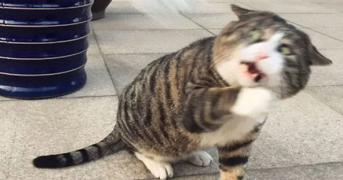Ce chat est devenu viral à cause de ses réactions dramatiques et ...