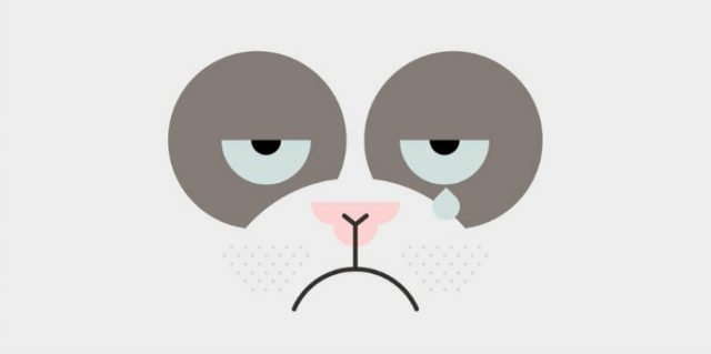 Grumpy Cat est morte à 7 ans - ipnoze