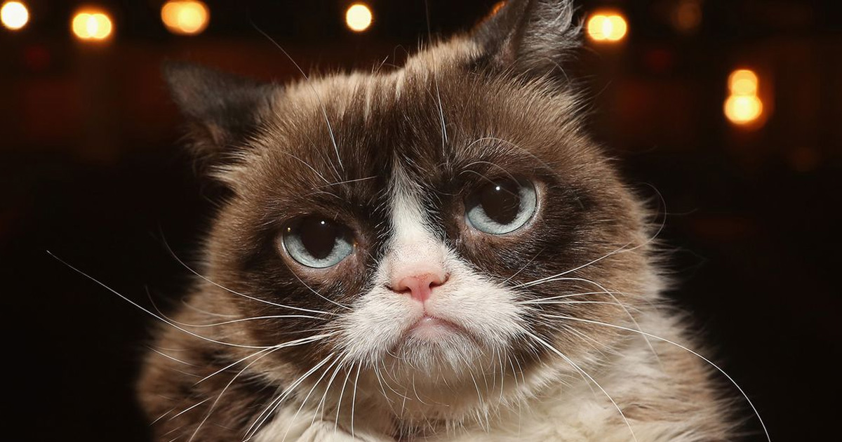 Grumpy Cat est morte à 7 ans - ipnoze