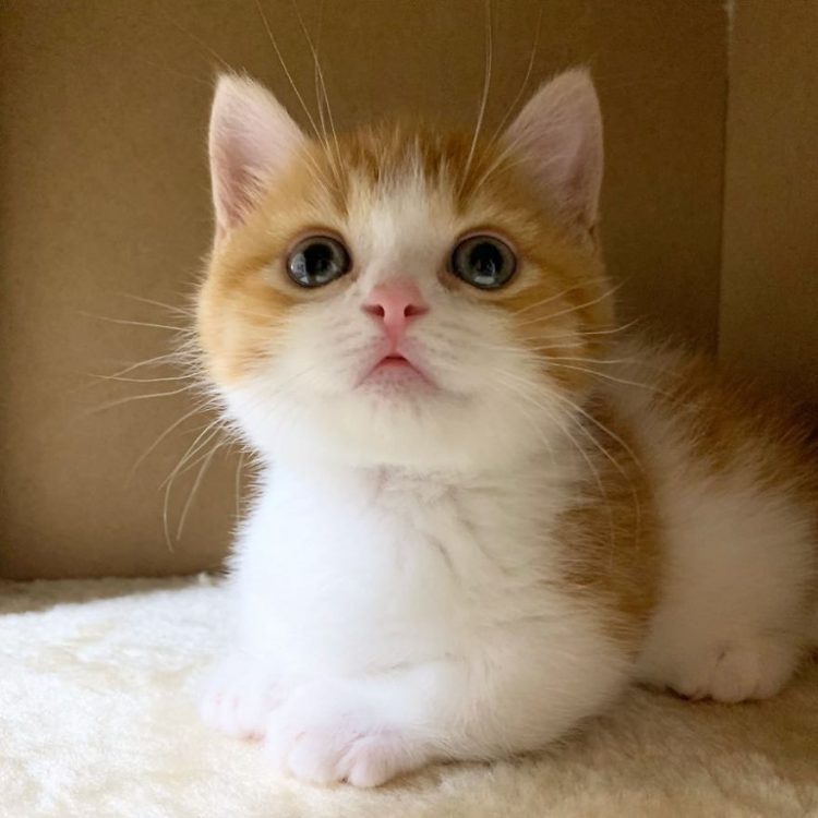 8 photos d’un adorable chaton munchkin qui dort comme un humain - ipnoze