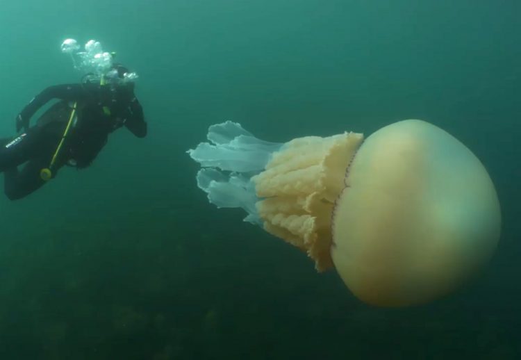 Une méduse géante aussi grosse qu’une plongeuse est apparue au large de ...