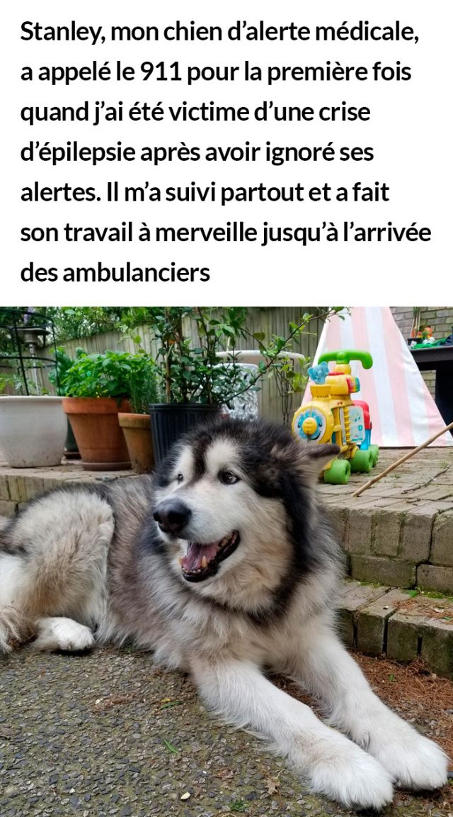 23 photos de chiens avec des messages sympas qui vont égayer ta journée ...