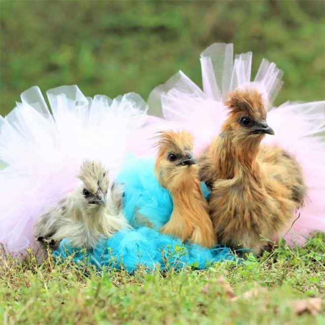 Les poulets en tutu envahissent Internet et ils sont ravissants (24 ...