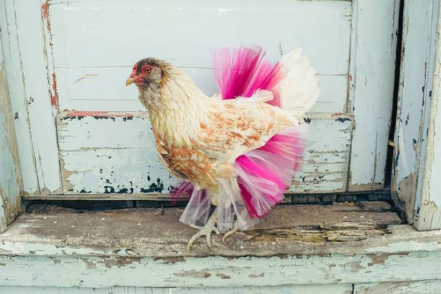 Les poulets en tutu envahissent Internet et ils sont ravissants (24 ...