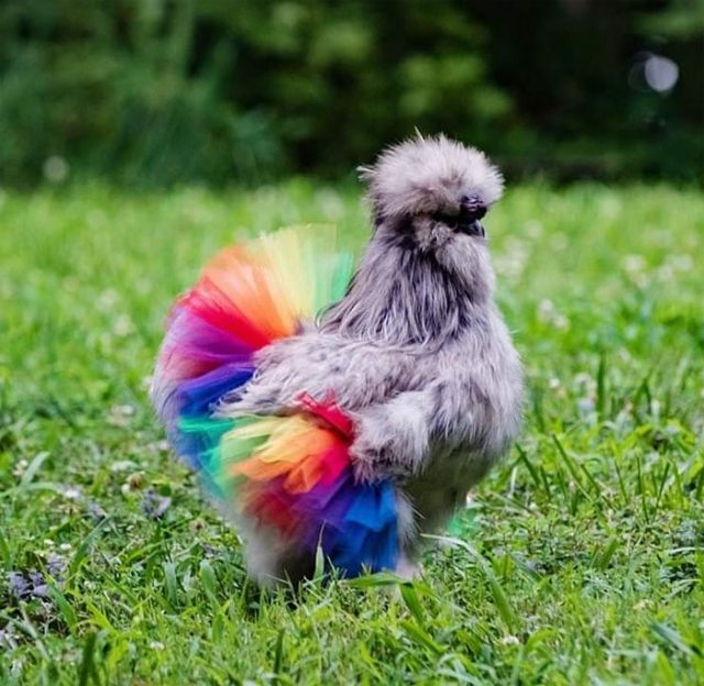 Les poulets en tutu envahissent Internet et ils sont ravissants (24 ...