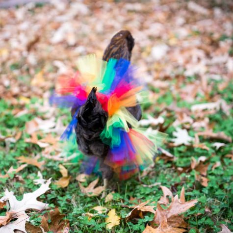 Les poulets en tutu envahissent Internet et ils sont ravissants (24 ...