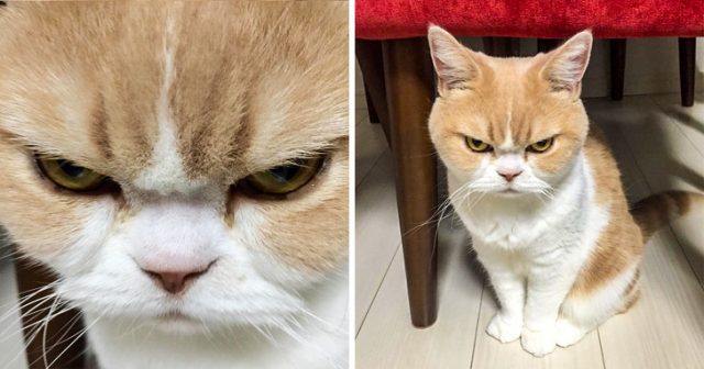20 chats qui ont l’air si fâchés que vous ne voudrez pas les déranger ...