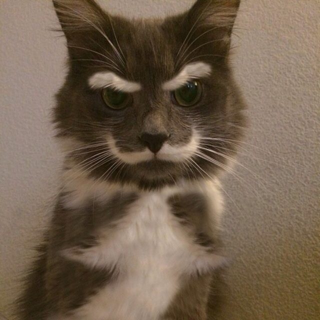 20 chats qui ont l’air si fâchés que vous ne voudrez pas les déranger ...