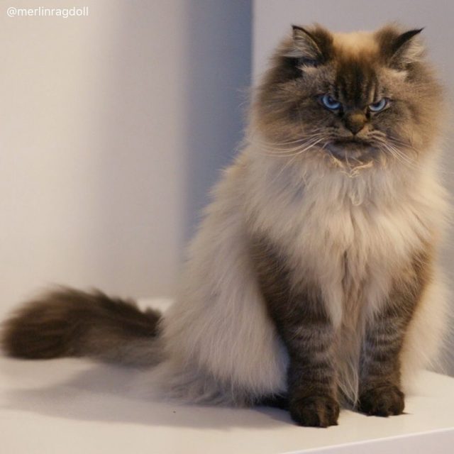 20 chats qui ont l’air si fâchés que vous ne voudrez pas les déranger ...