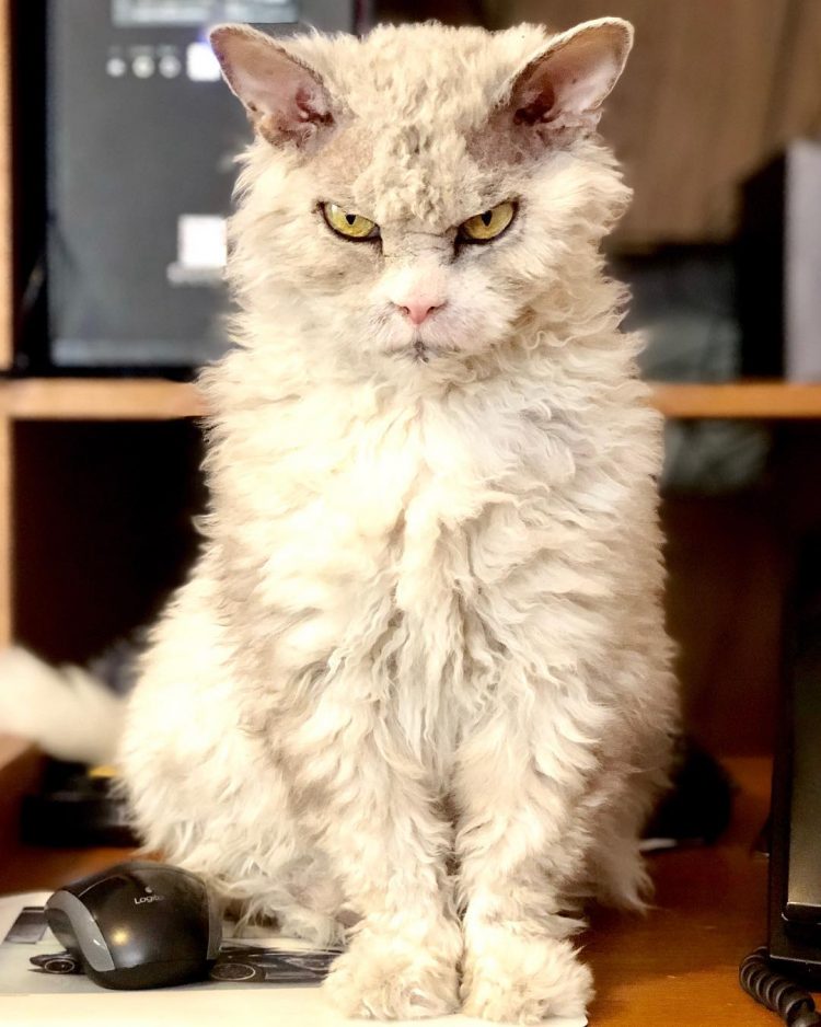 20 chats qui ont l’air si fâchés que vous ne voudrez pas les déranger ...
