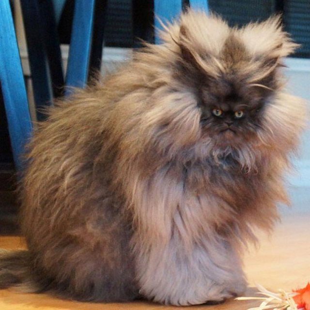 20 chats qui ont l’air si fâchés que vous ne voudrez pas les déranger ...