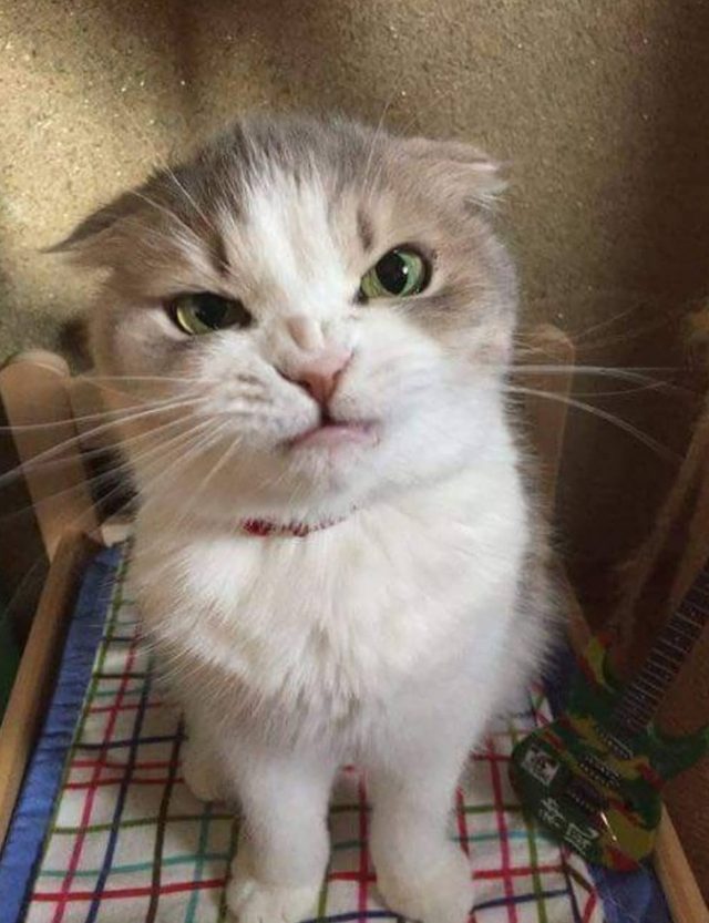 20 chats qui ont l’air si fâchés que vous ne voudrez pas les déranger ...