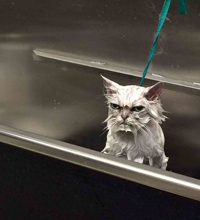20 chats qui ont l’air si fâchés que vous ne voudrez pas les déranger ...