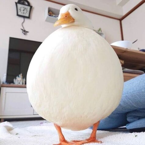 33 images sympas de canards pour te faire sourire - ipnoze