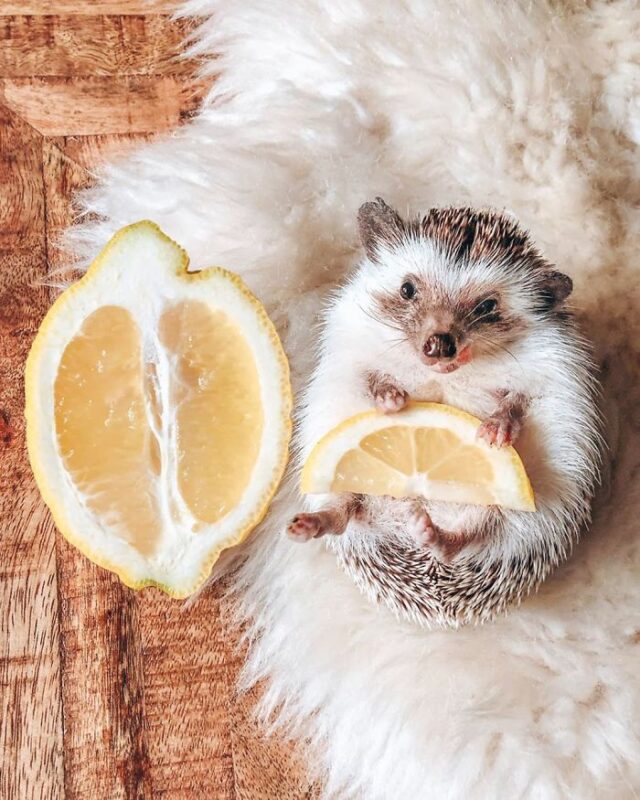33 photos d’un hérisson adorable suivi par plus de 1,5 million de ...