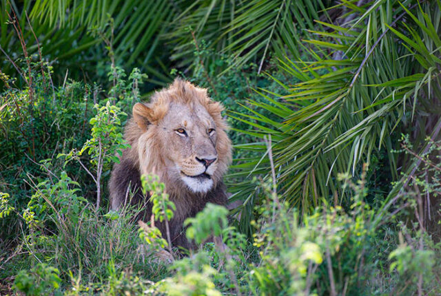 Ce lion a poussé un énorme rugissement et a donné à ce photographe le ...