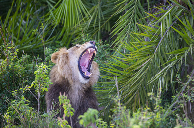 Ce lion a poussé un énorme rugissement et a donné à ce photographe le ...