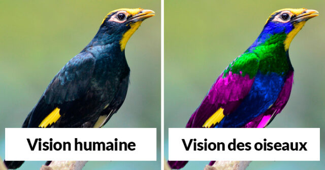 Voici comment les oiseaux voient le monde par rapport aux humains - ipnoze