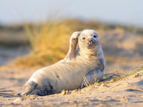 Ce bébé phoque a salué un photographe sur une plage - ipnoze