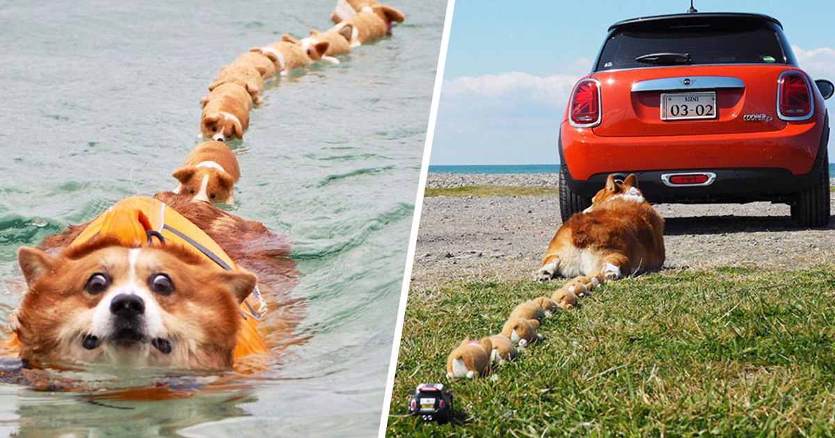 33 meilleures photos d’un corgi adorable qui a 50 000 abonnés sur ...