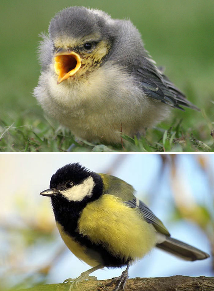 22 oiseaux quand ils sont bébés versus quand ils sont adultes - ipnoze