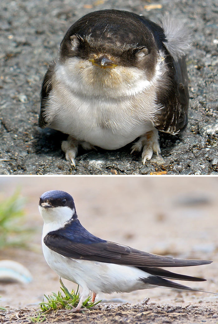 22 oiseaux quand ils sont bébés versus quand ils sont adultes - ipnoze