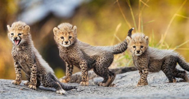 Ces adorables bébés guépards ont fait leurs premiers pas et ont « dit ...