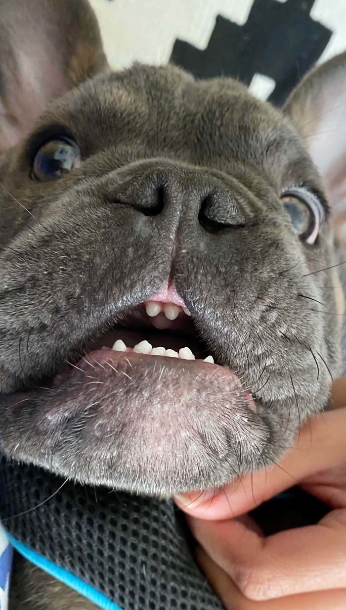 Cette communauté en ligne partage les photos de chiens les plus drôles ...