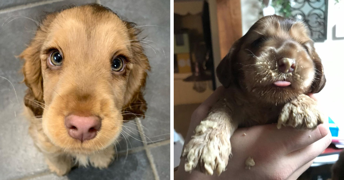 Voici Winnie, le cocker spaniel qui ressemble à un personnage de Disney ...
