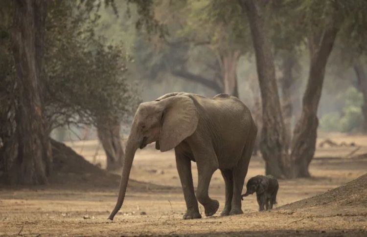 Cet éléphant a été surpris à faire caca directement sur la tête de son ...
