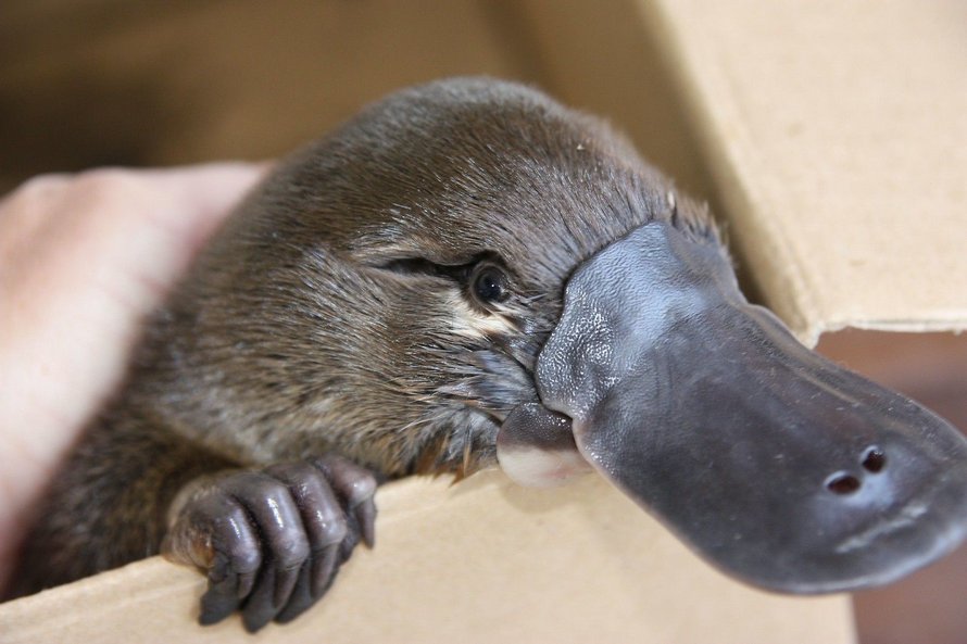 Ce bébé ornithorynque mignon que les gens partagent en ligne est ...
