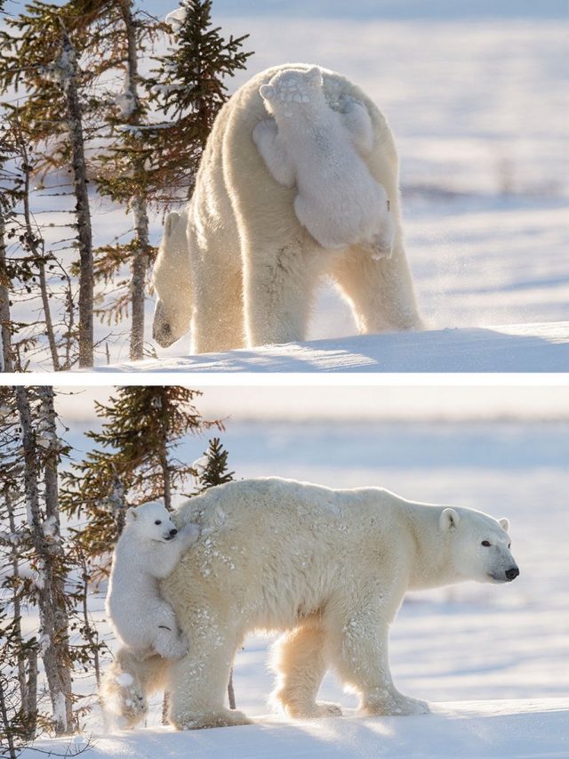 21 bébés ours polaires mignons pour célébrer la Journée internationale ...
