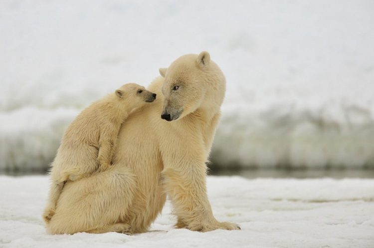 21 bébés ours polaires mignons pour célébrer la Journée internationale ...