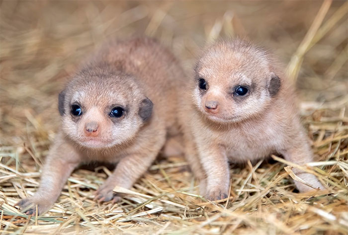 Ce zoo a présenté 11 photos de bébés suricates et elles vont te faire ...